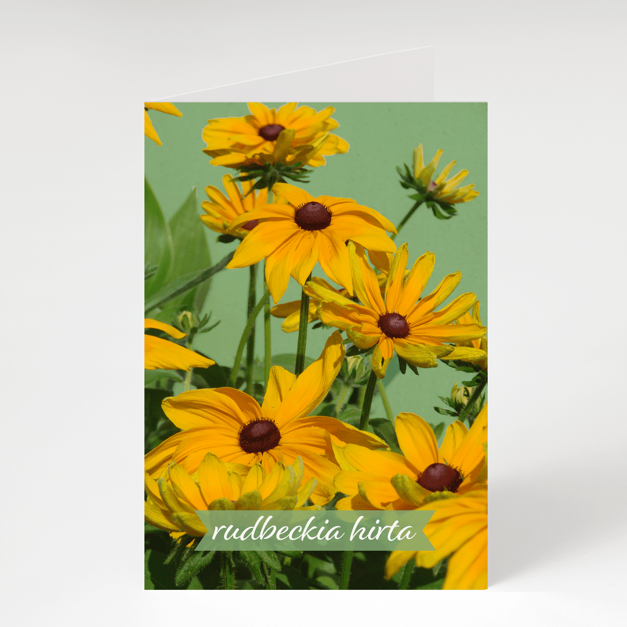 Rudbeckia Hirta (Black-eyed Susan) - Blank Greeting Card – Because Science