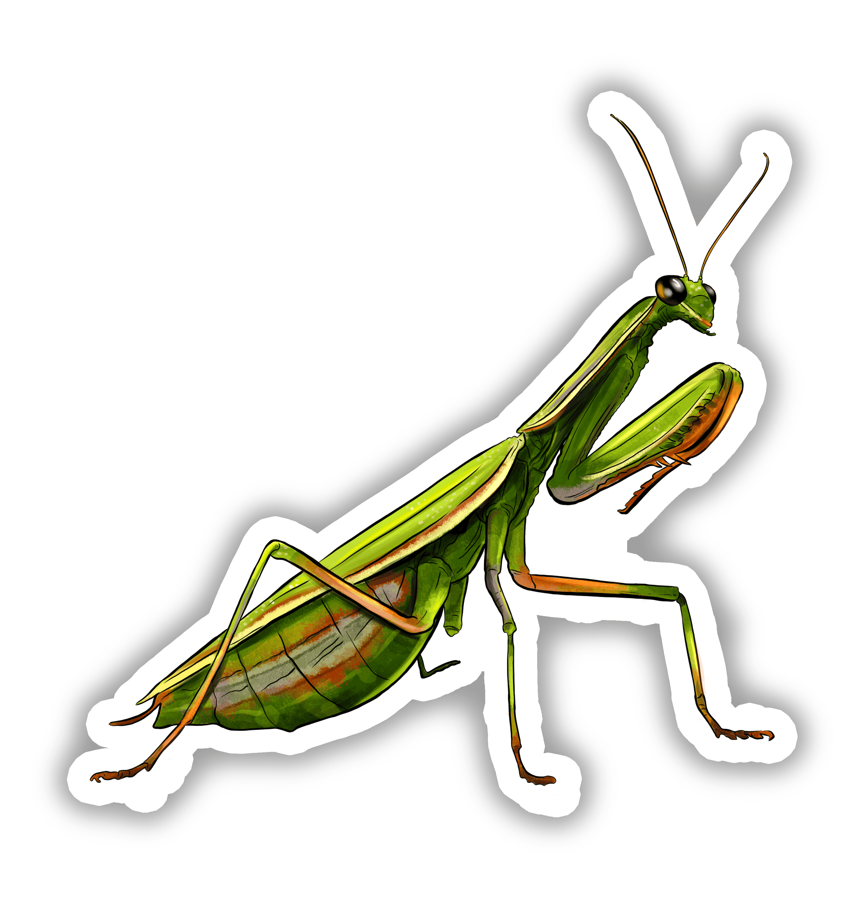 Green Praying Mantis - Vinyl Sticker – Because Science